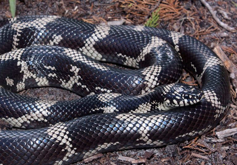 Florida Kingsnake – Florida Snake ID Guide