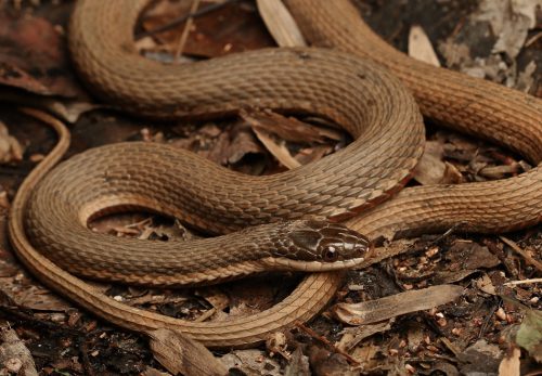 Juvenile Queen Snake