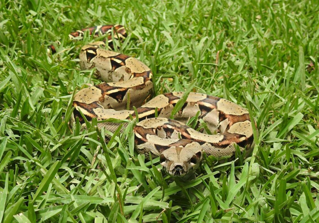 Boa Constrictor – Florida Snake ID Guide