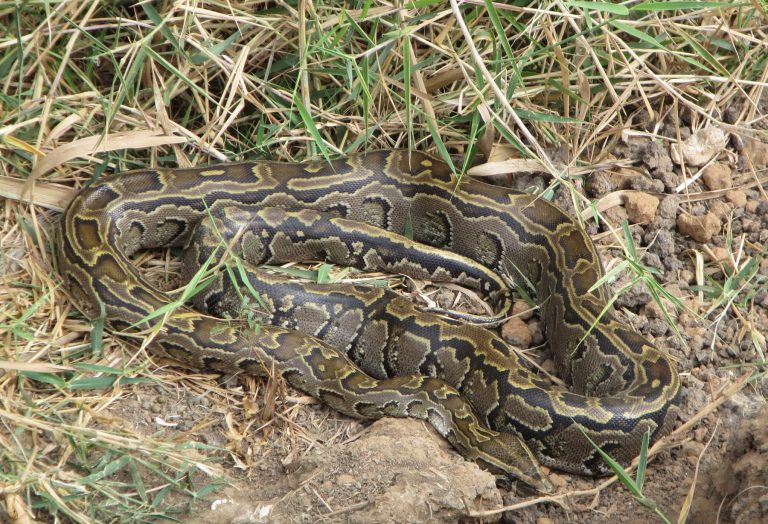 African Rock Python – Florida Snake ID Guide