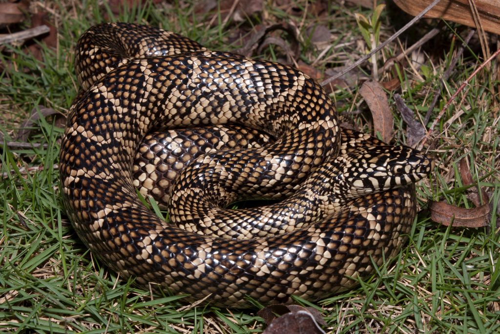 Florida Kingsnake – Florida Snake ID Guide