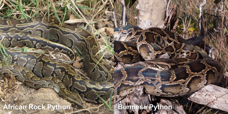 Burmese Python – Florida Snake ID Guide