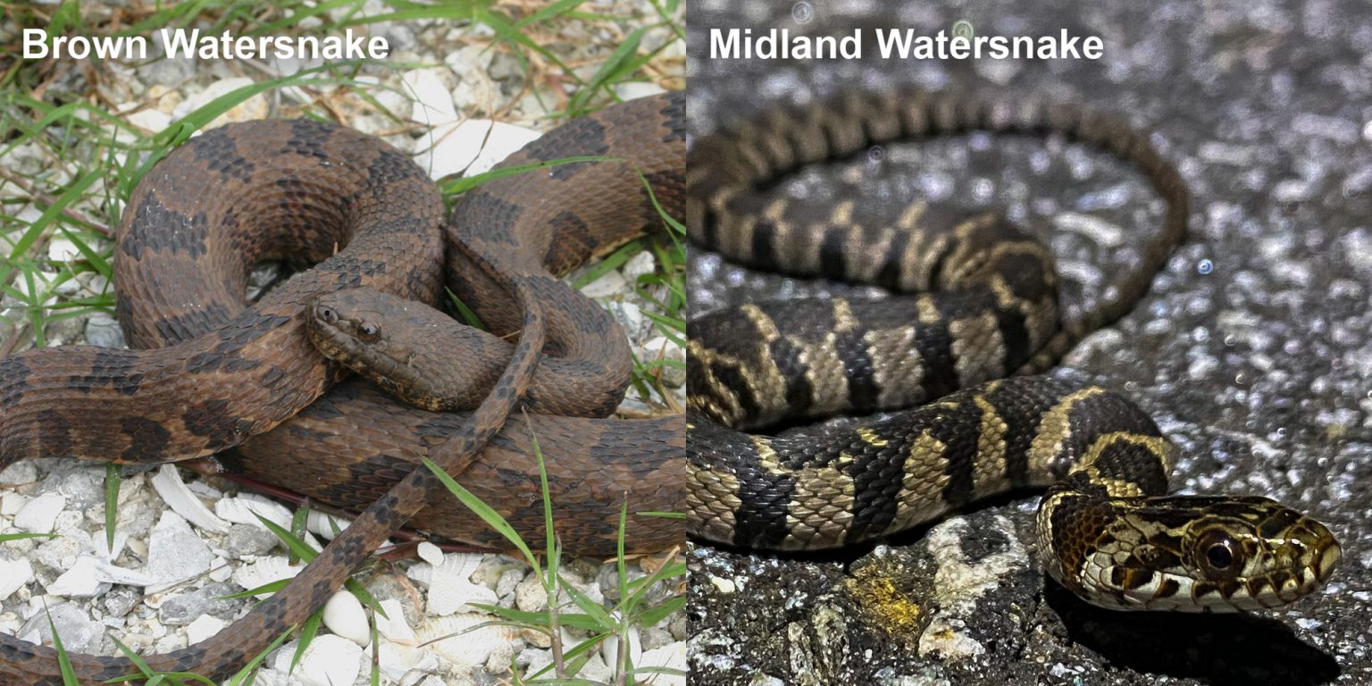 Midland Watersnake – Florida Snake ID Guide
