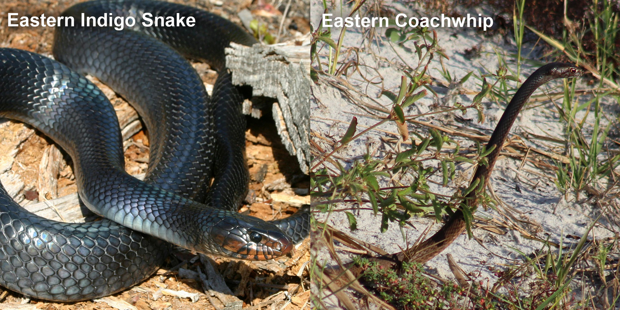 Eastern Coachwhip – Florida Snake ID Guide