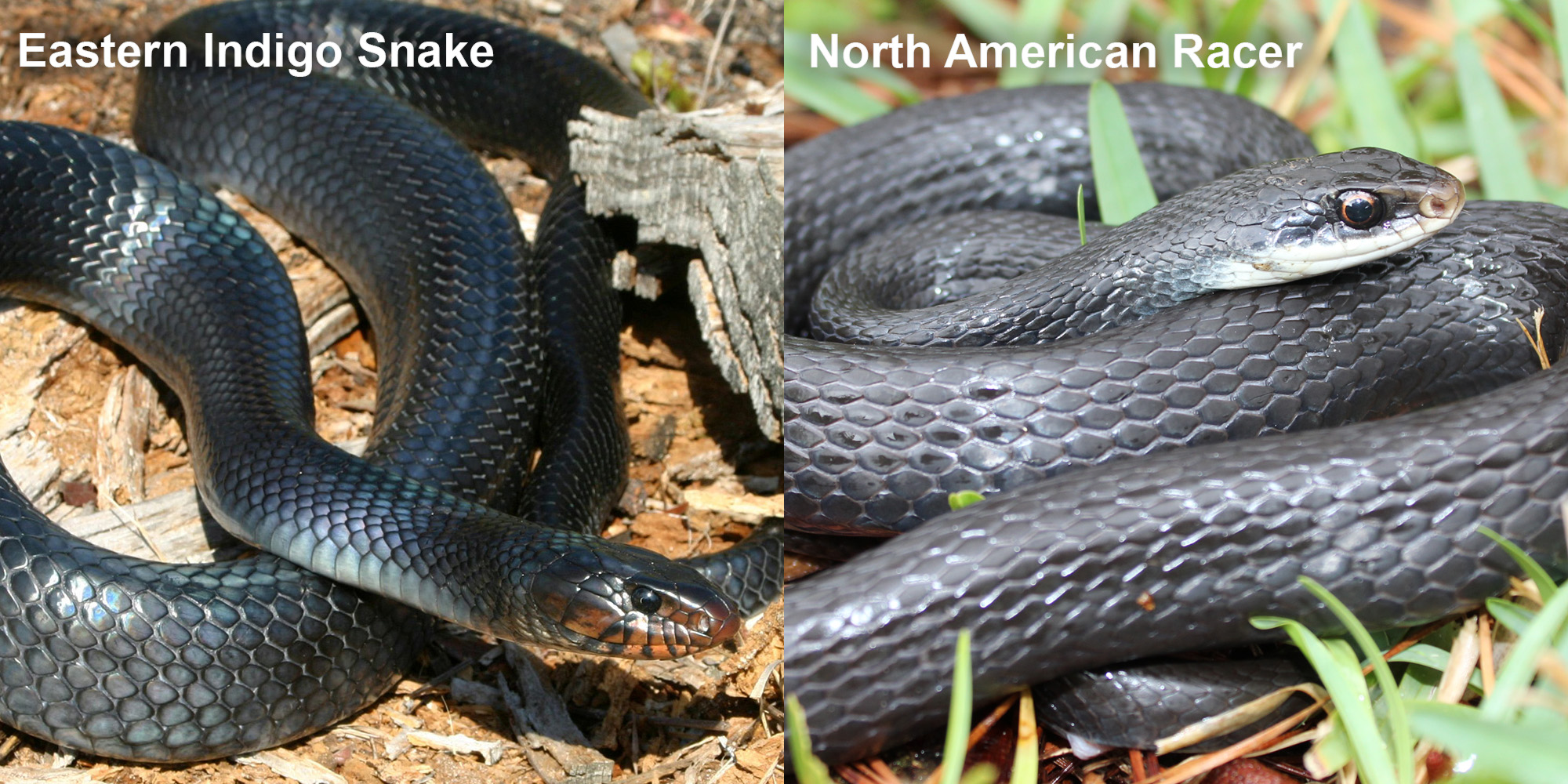 North American Racer – Florida Snake ID Guide