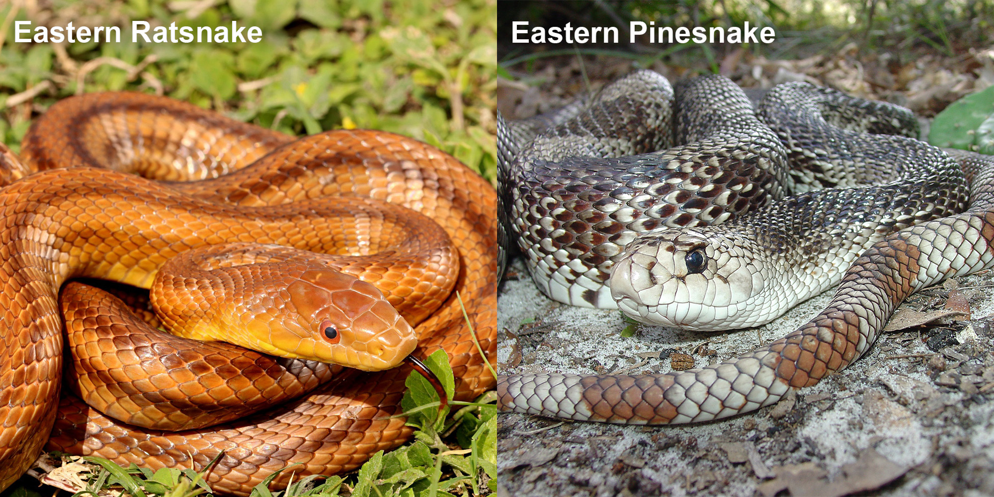 Eastern Pinesnake – Florida Snake ID Guide