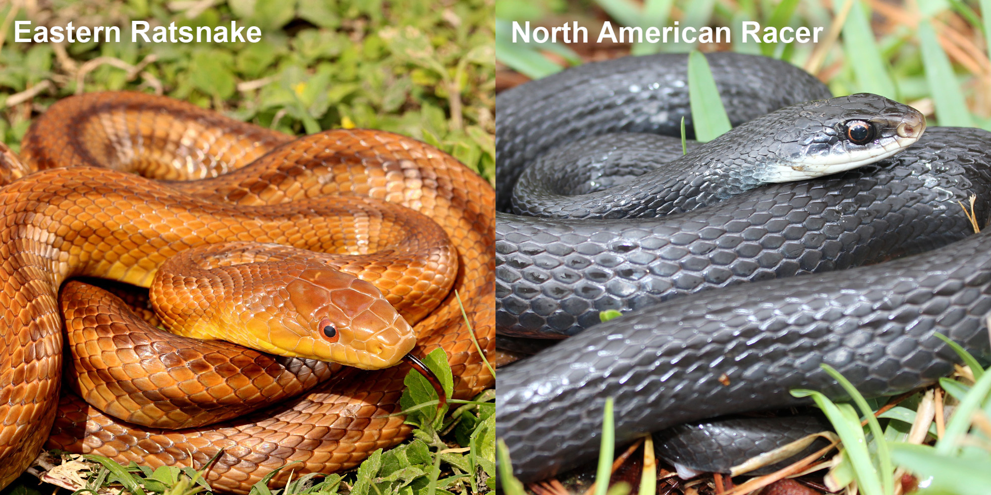North American Racer – Florida Snake ID Guide