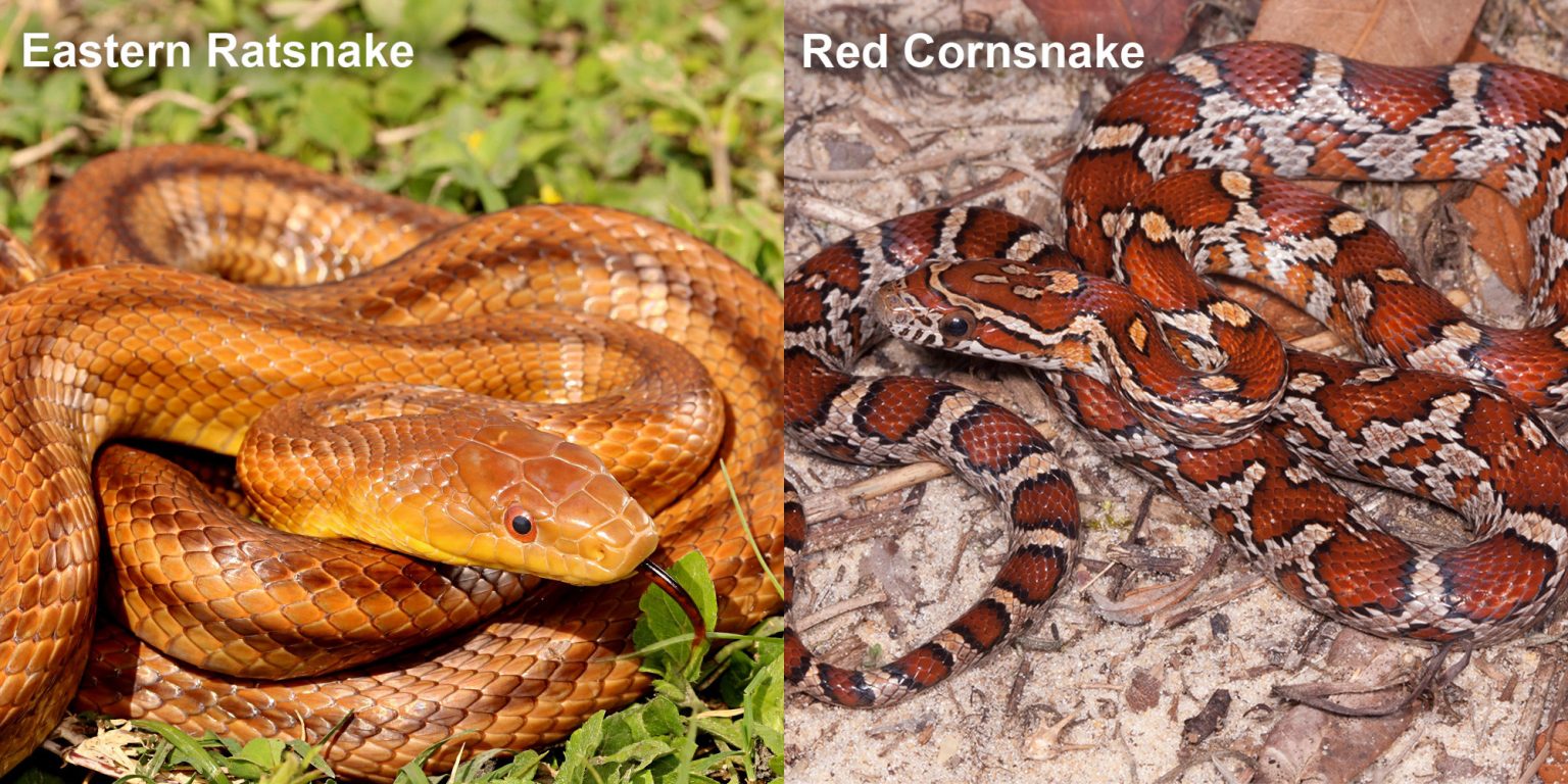 Red Cornsnake – Florida Snake ID Guide