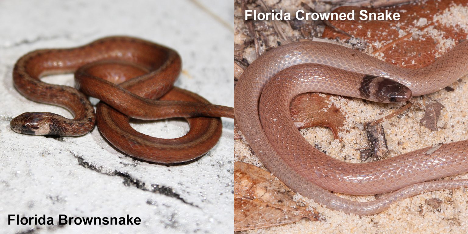 Florida Crowned Snake – Florida Snake ID Guide