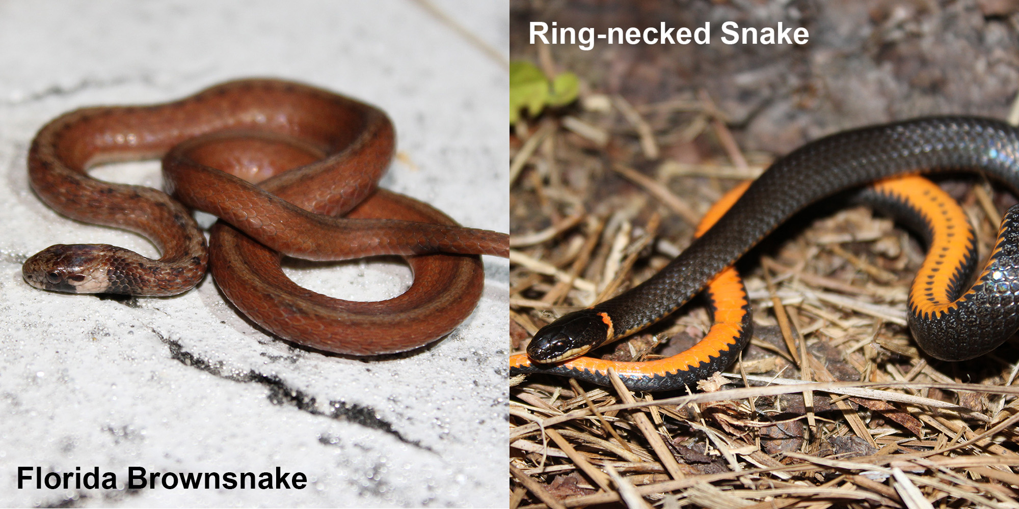 Ring-necked Snake – Florida Snake ID Guide