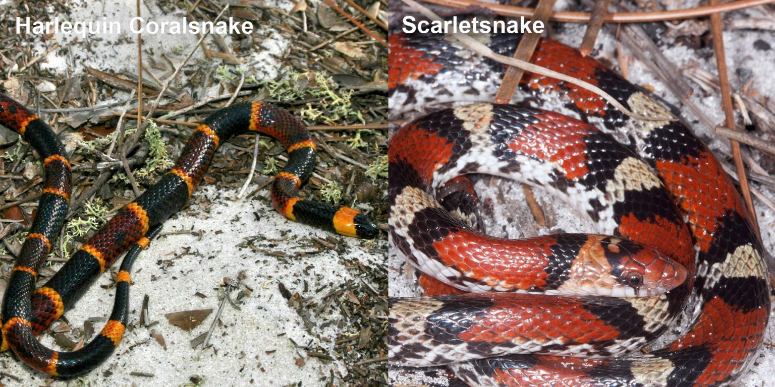 Scarletsnake – Florida Snake ID Guide