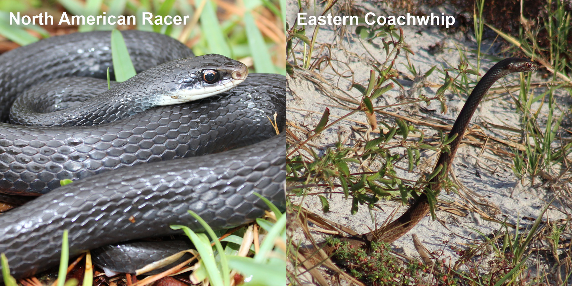 Eastern Coachwhip – Florida Snake ID Guide
