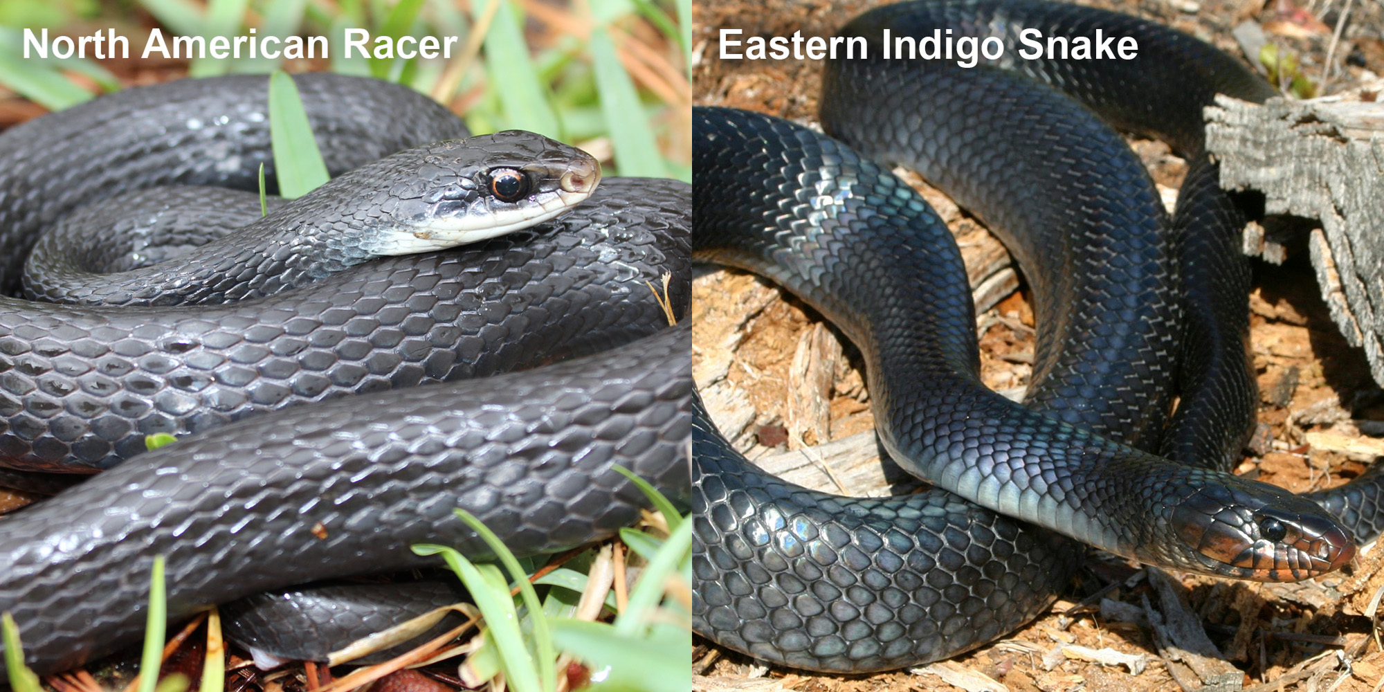 Eastern Indigo Snake – Florida Snake ID Guide