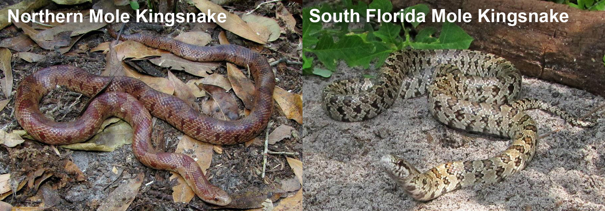 South Florida Mole Kingsnake – Florida Snake ID Guide