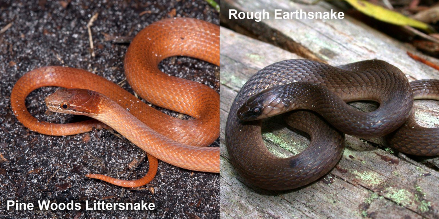 Rough Earthsnake – Florida Snake ID Guide