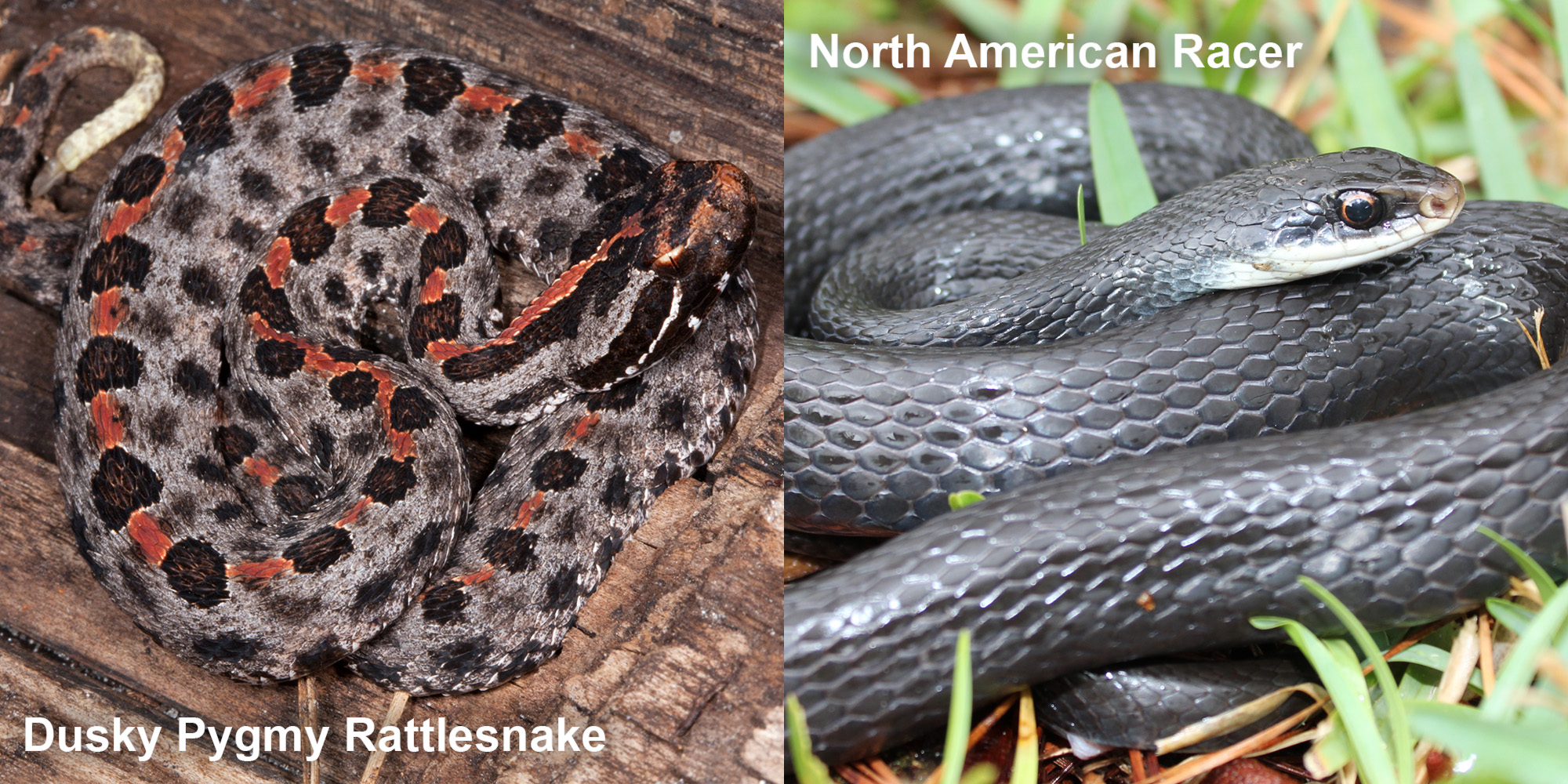 North American Racer – Florida Snake ID Guide