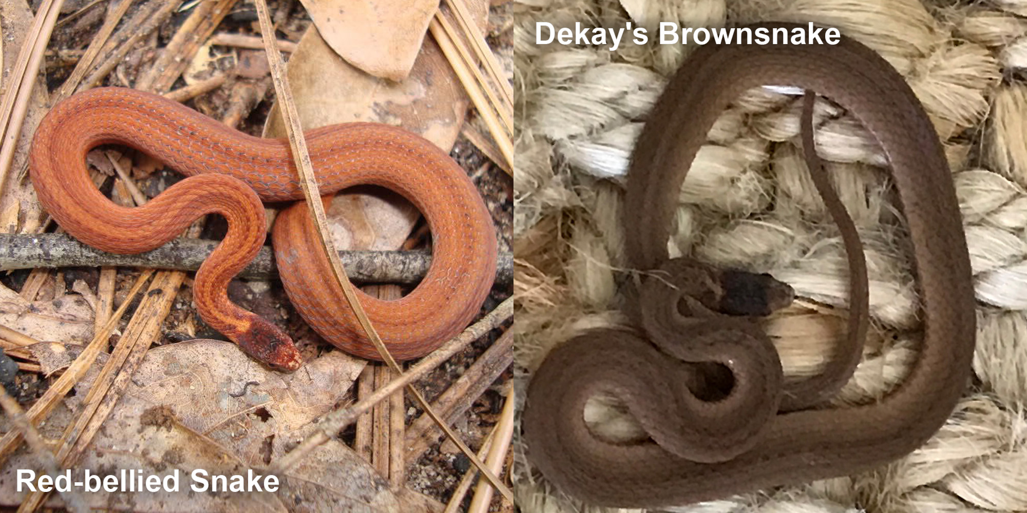 Dekay’s Brownsnake – Florida Snake ID Guide