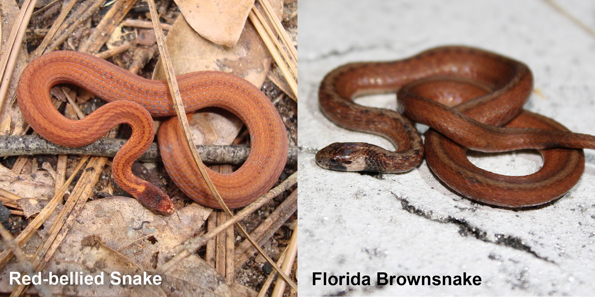 Florida Brownsnake – Florida Snake ID Guide