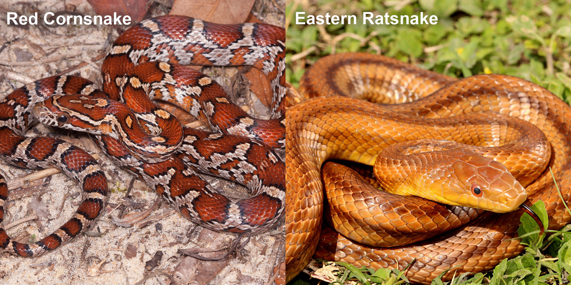 Eastern Ratsnake – Florida Snake ID Guide