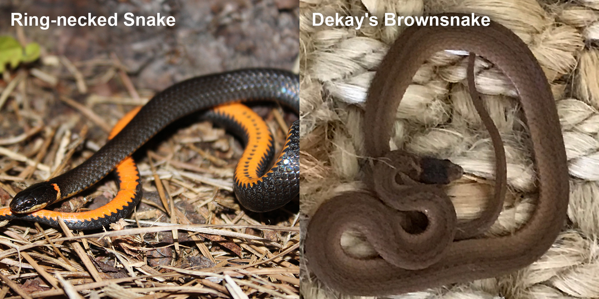 Dekay’s Brownsnake – Florida Snake ID Guide