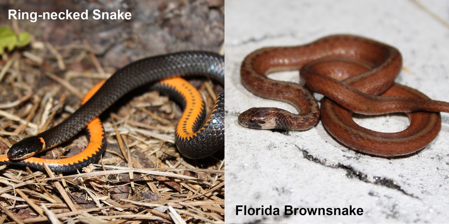 Florida Brownsnake – Florida Snake ID Guide
