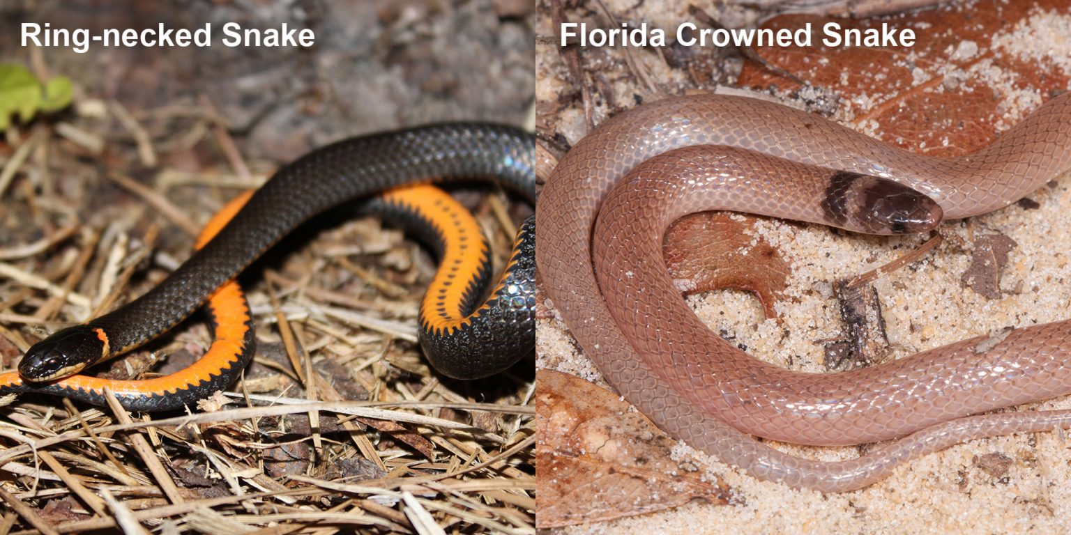 Florida Crowned Snake – Florida Snake ID Guide