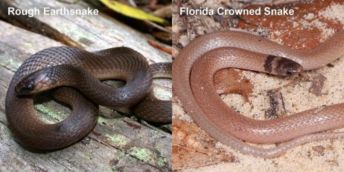 Florida Crowned Snake – Florida Snake ID Guide