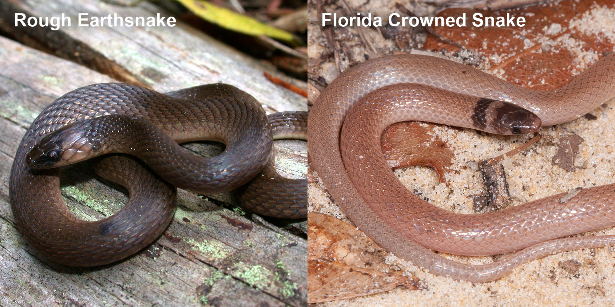 Florida Crowned Snake – Florida Snake ID Guide