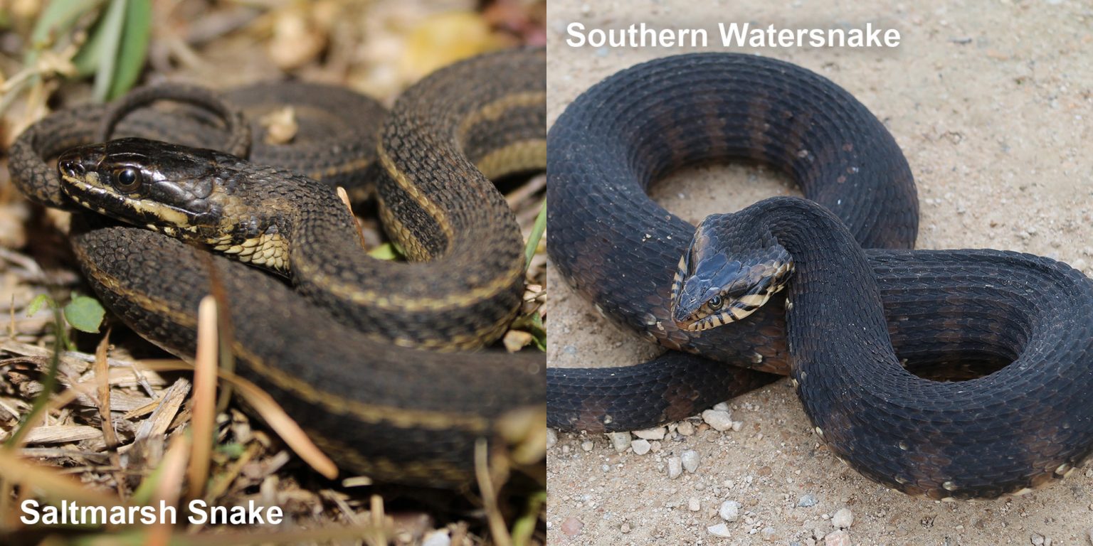 Southern Watersnake – Florida Snake ID Guide
