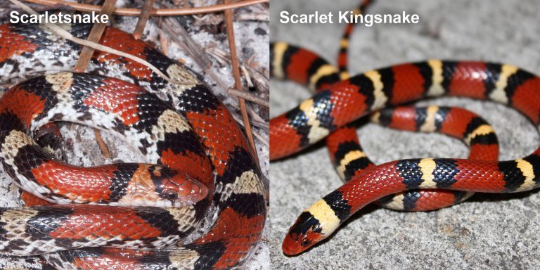 Scarlet Kingsnake – Florida Snake ID Guide
