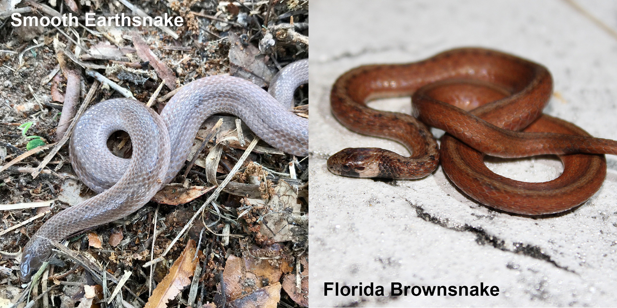 Florida Brownsnake – Florida Snake ID Guide