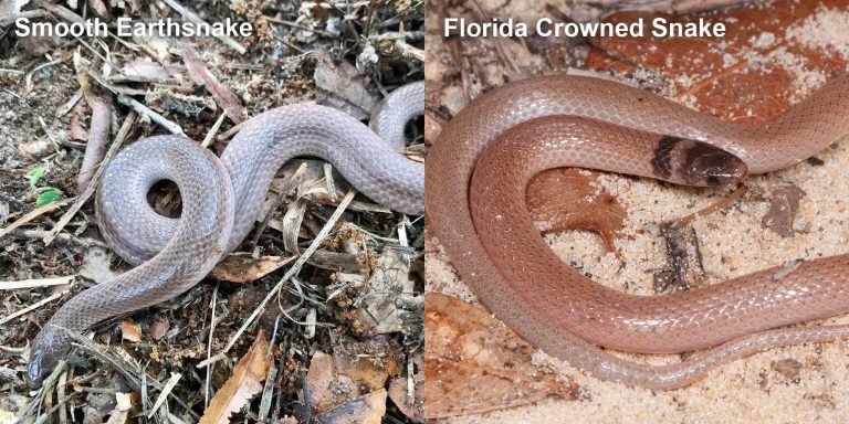Florida Crowned Snake – Florida Snake ID Guide