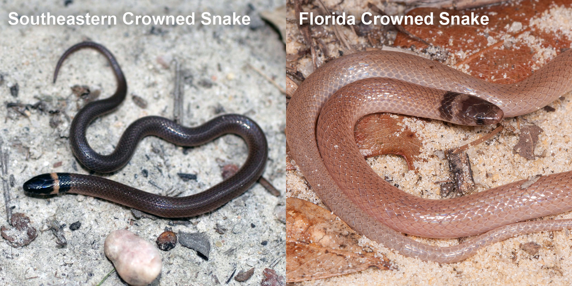 Florida Crowned Snake – Florida Snake ID Guide