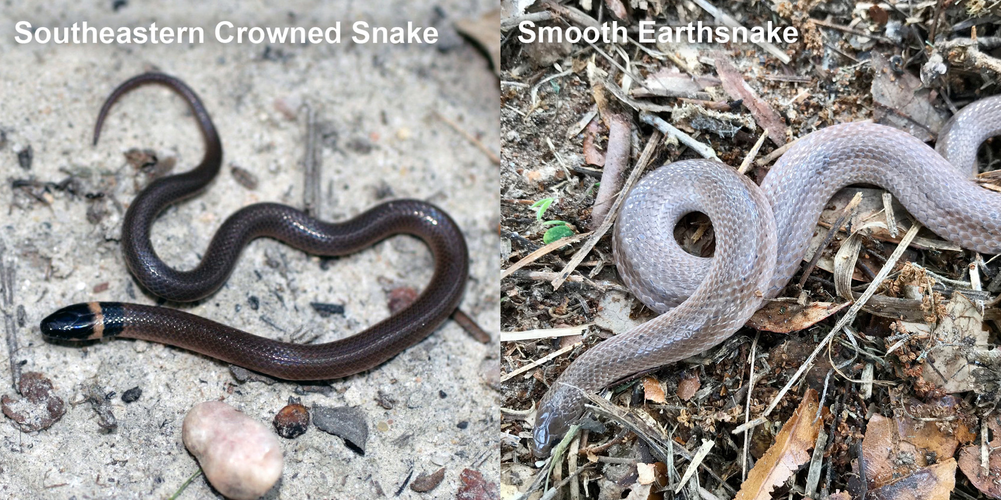 Smooth Earthsnake – Florida Snake ID Guide
