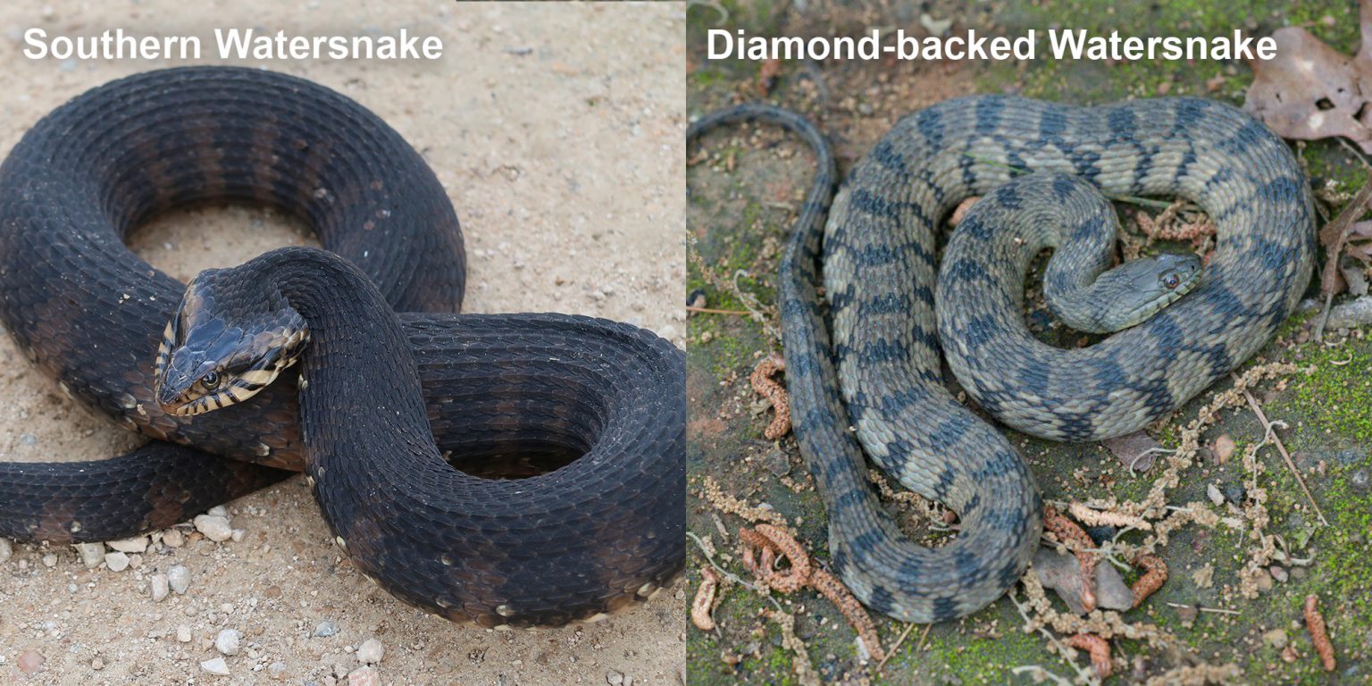 Diamond-backed Watersnake – Florida Snake ID Guide