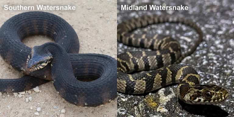 Midland Watersnake – Florida Snake ID Guide