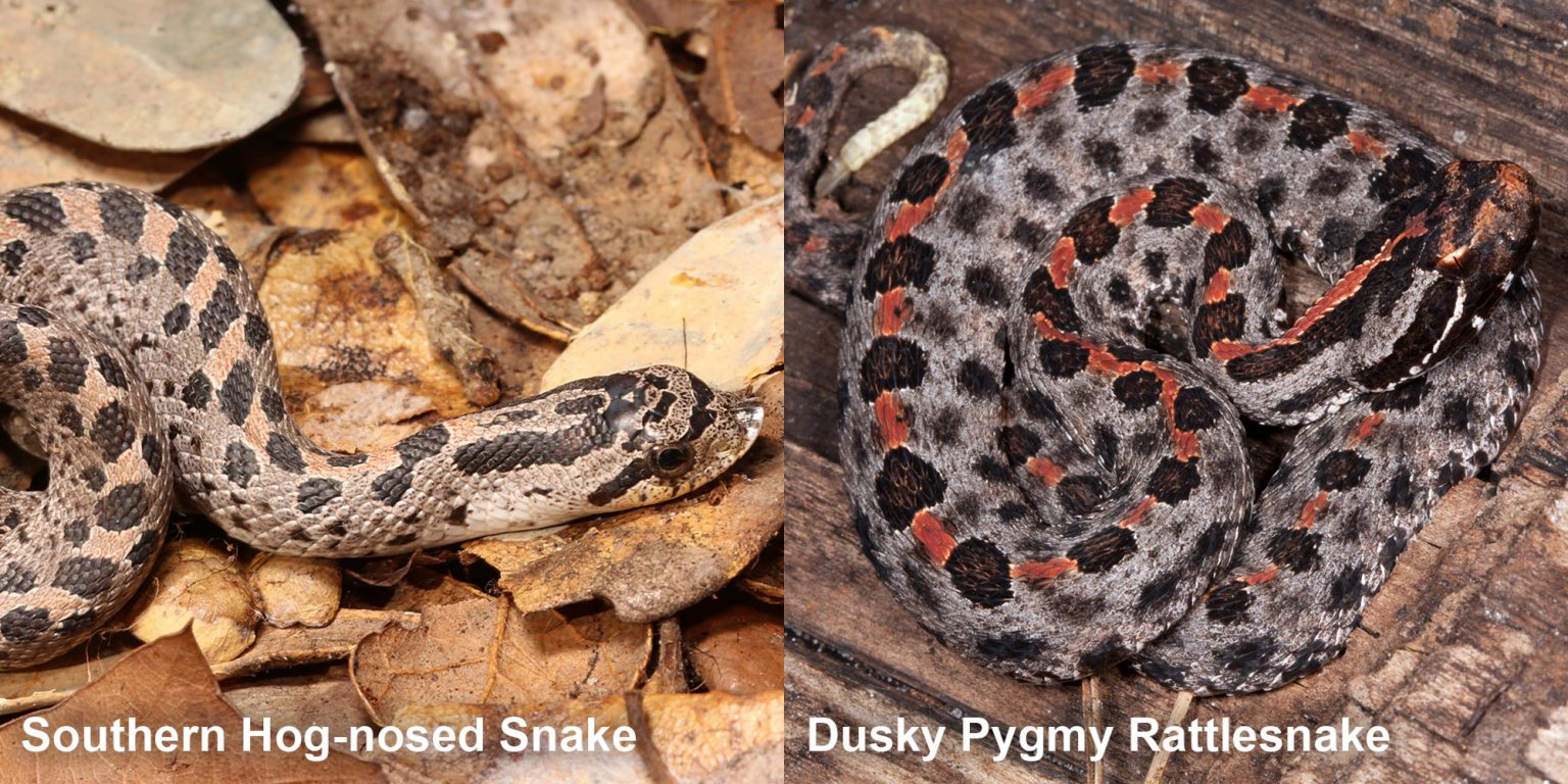 Dusky Pygmy Rattlesnake – Florida Snake ID Guide