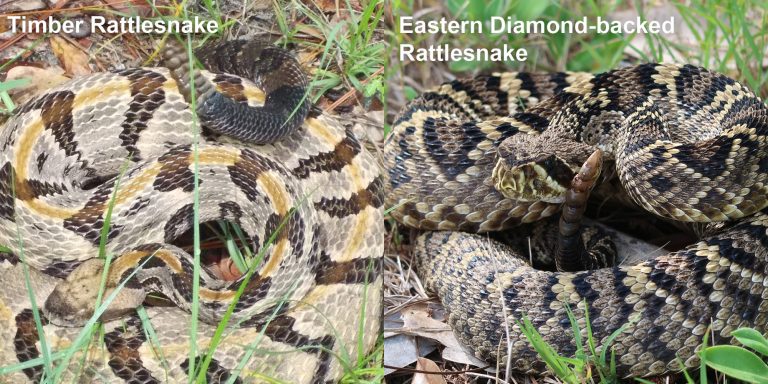 Eastern Diamond-backed Rattlesnake – Florida Snake ID Guide
