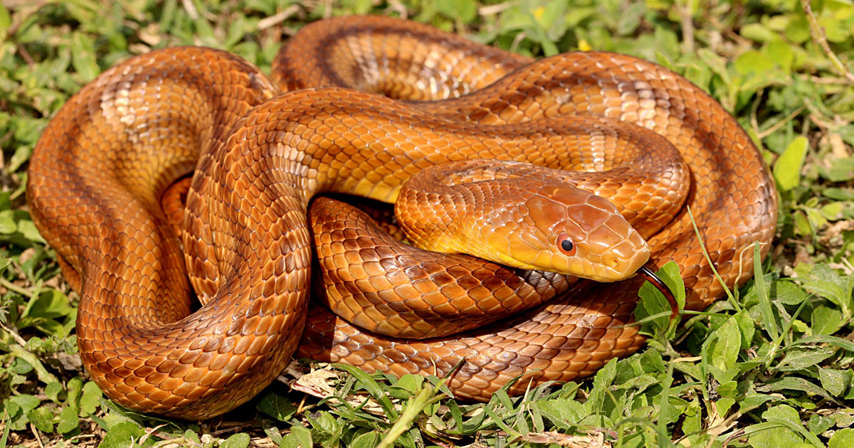 About this Guide – Florida Snake ID Guide