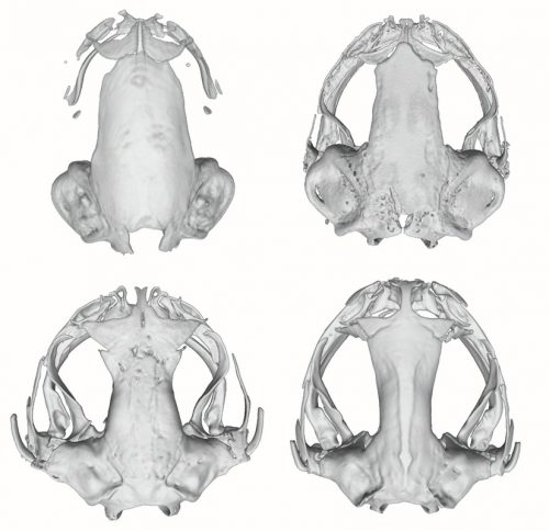 Morphological Diversity & Evolution – Blackburn Lab