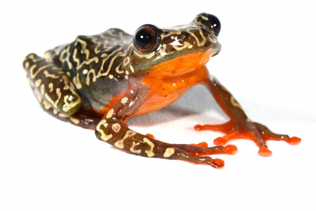 Herpetology of Africa – Blackburn Lab