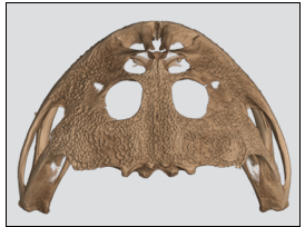 Morphological Diversity & Evolution – Blackburn Lab
