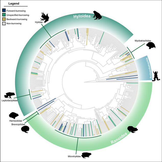 Frog Evolution – Blackburn Lab