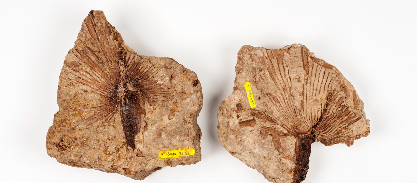 Paleobotany & Palynology – Rare, Beautiful & Fascinating: 100 Years @FloridaMuseum