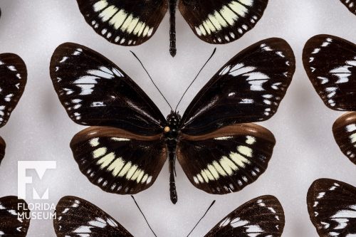 Heliconius Butterflies – Rare, Beautiful & Fascinating: 100 Years ...