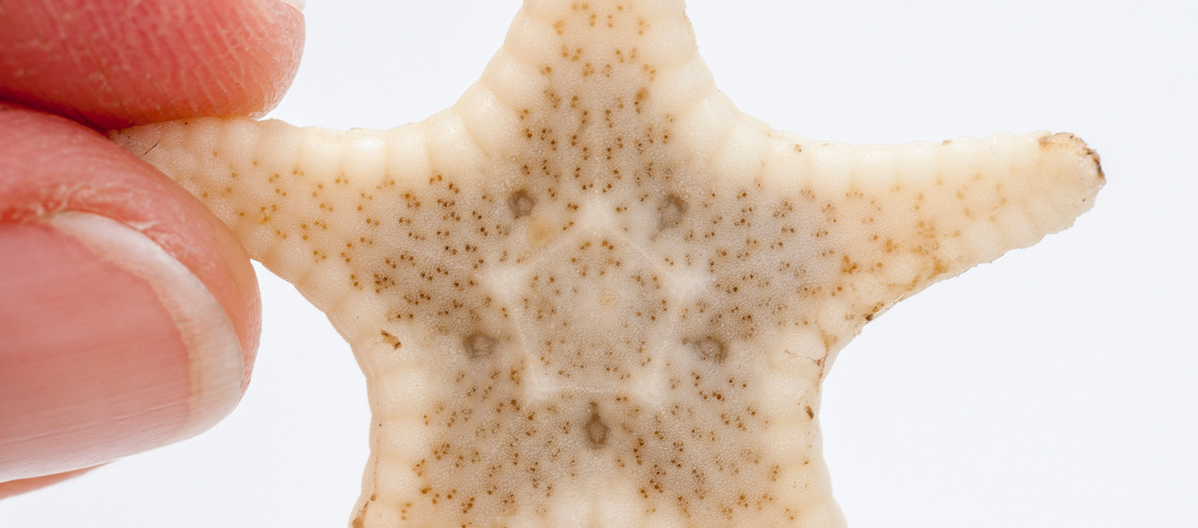 Cryptic Sea Stars – Rare, Beautiful & Fascinating: 100 Years @FloridaMuseum