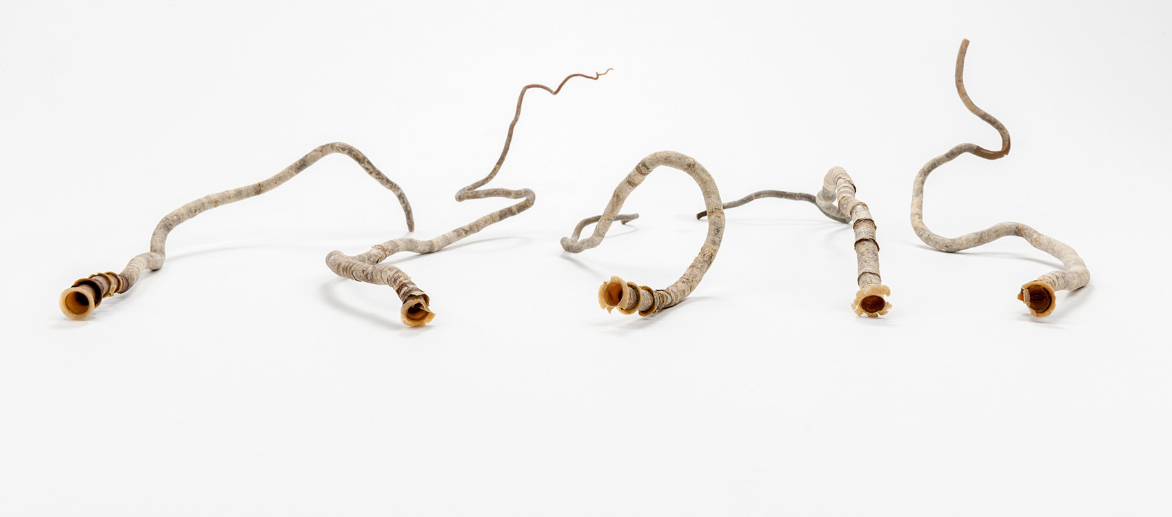 Giant Seep Worms – Rare, Beautiful & Fascinating: 100 Years @FloridaMuseum