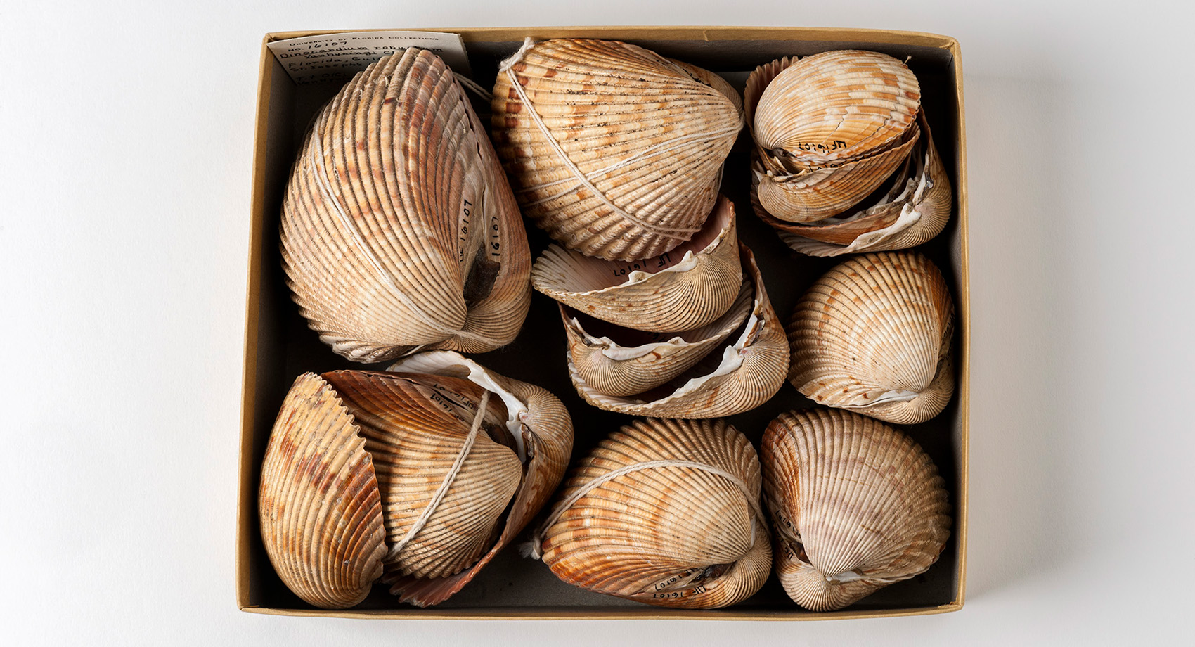 Van Hyning Cockle Shell – Rare, Beautiful & Fascinating: 100 Years ...