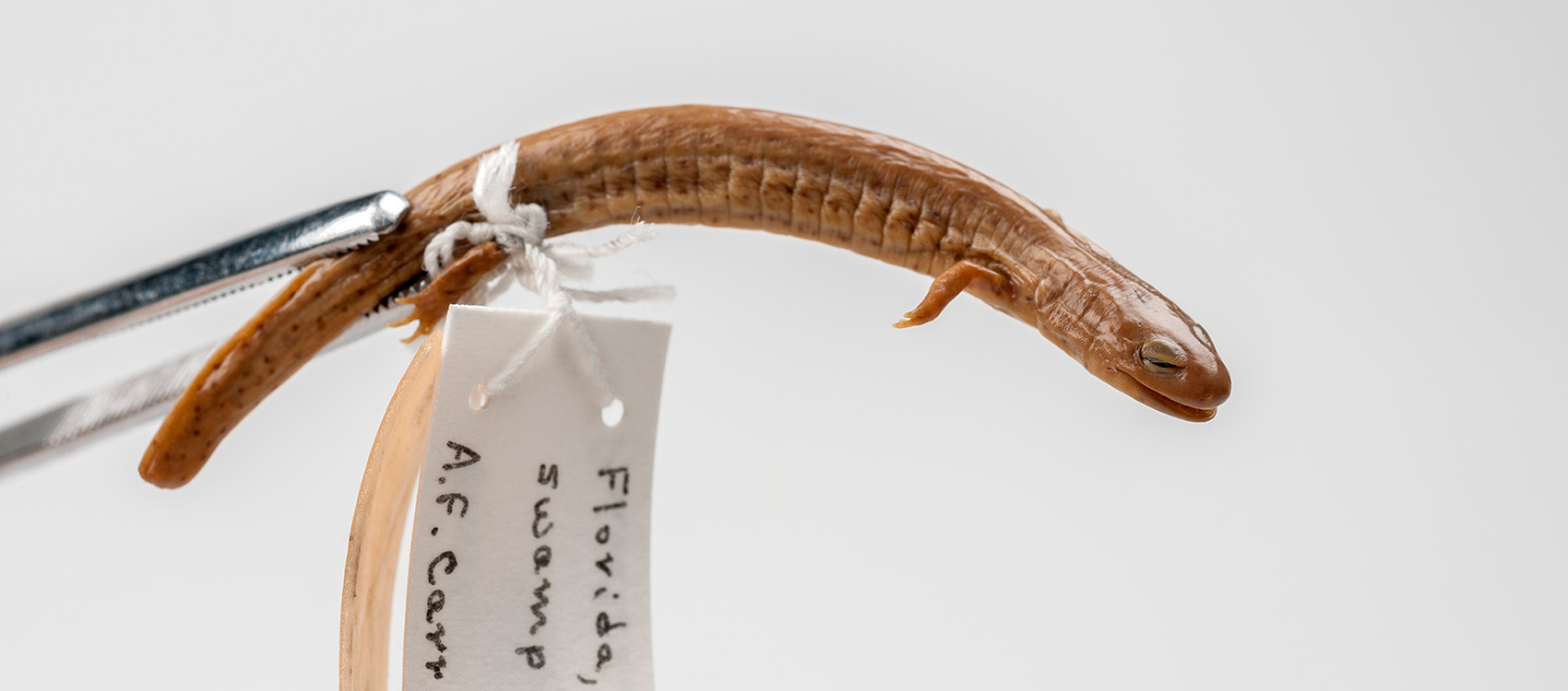 Rusty Mud Salamander – Rare, Beautiful & Fascinating: 100 Years ...