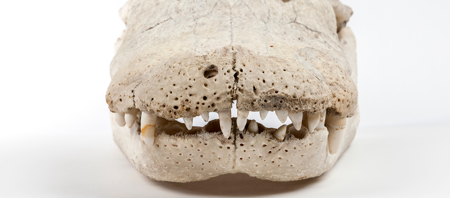 Albert’s Skull – Rare, Beautiful & Fascinating: 100 Years @FloridaMuseum